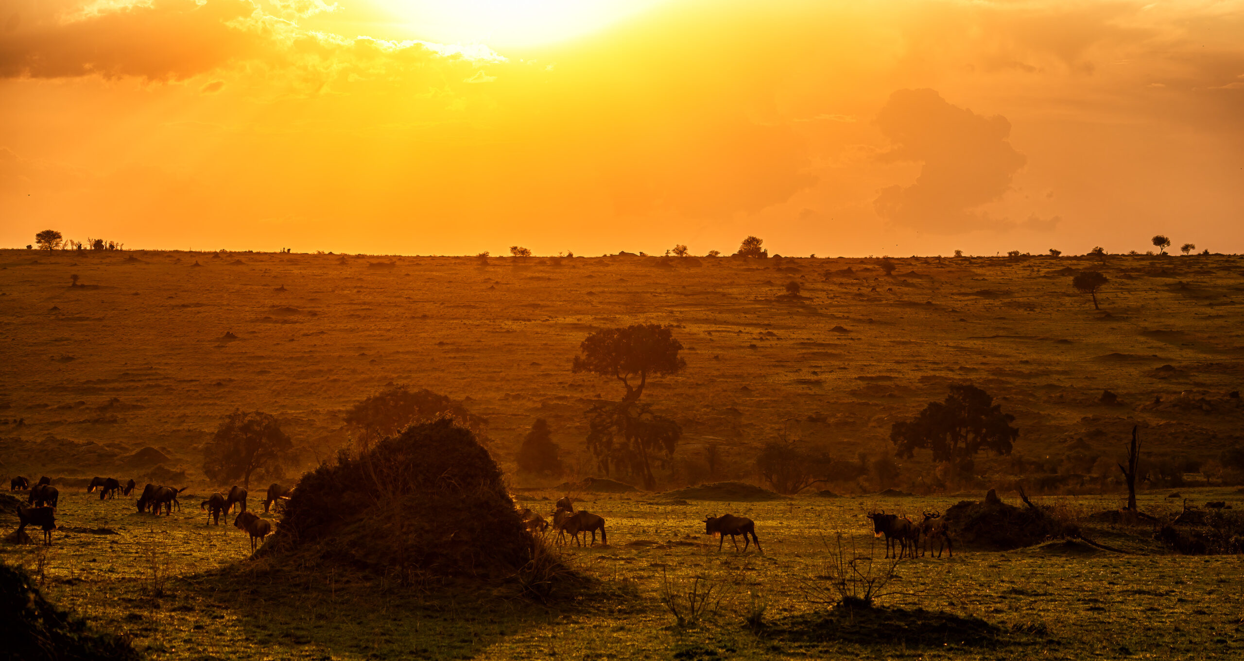 Expedition Conservation Wildlife Photography Safari – Wildlife ...